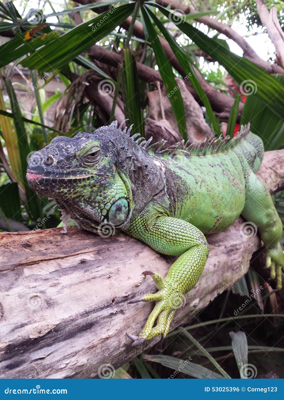 Lizard resting on branch stock photo. Image of llizardonbranch - 53025396