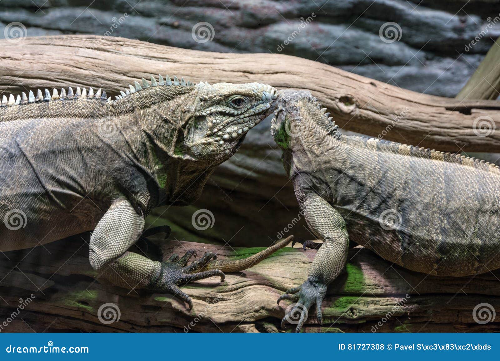 Lizard resting on a branch stock photo. Image of iguana - 81727308