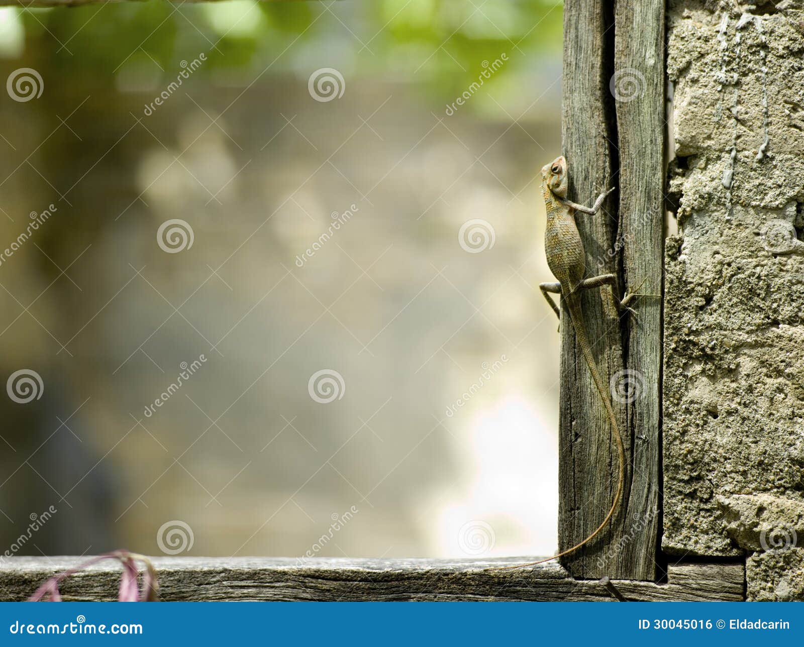 Lizard on a Window Frame stock photo. Image of moving - 30045016
