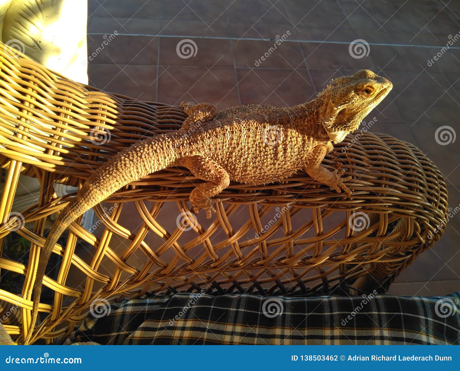 Lizard stock photo. Image of lizzard, light, resting - 138503462