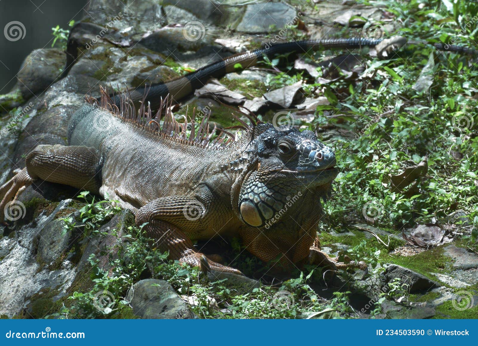 Lizard Resting on the Ground Stock Photo - Image of green, animal ...