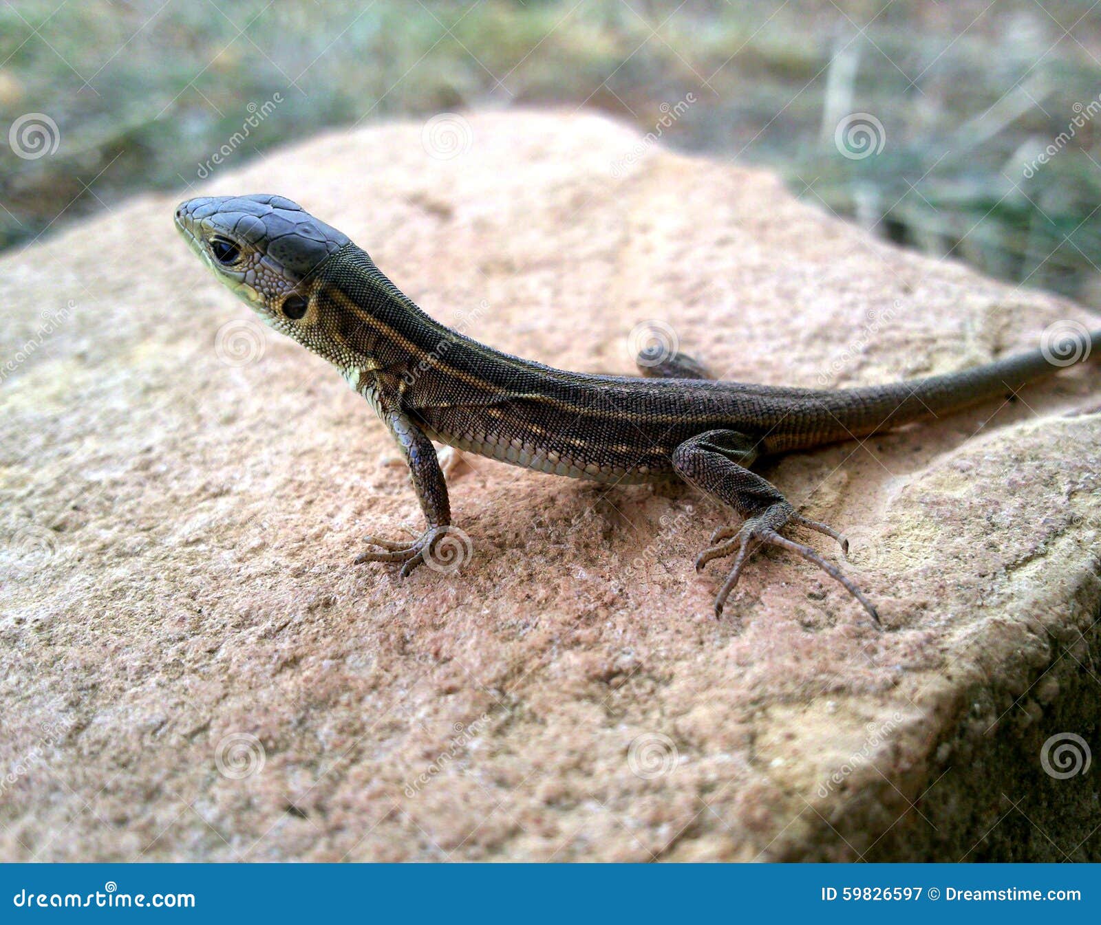 The lizard stock image. Image of lizard, wildlife, rock - 59826597