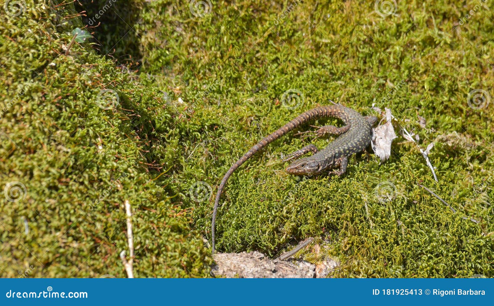 Lizard Resting on Moss in the Woods in April Stock Image - Image of ...
