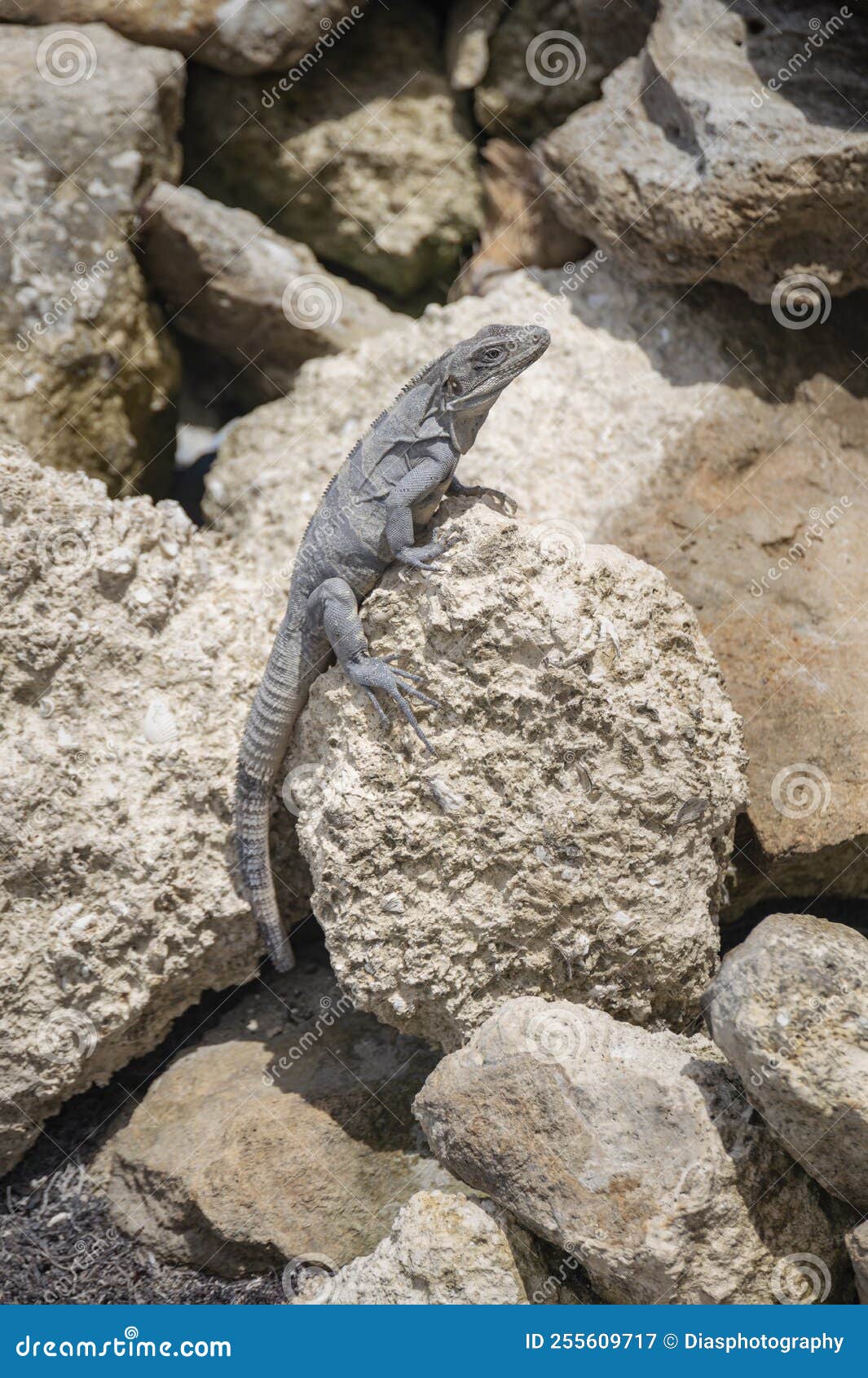 Lizard Resting on a Rock in the Sun. Stock Image - Image of reptile ...