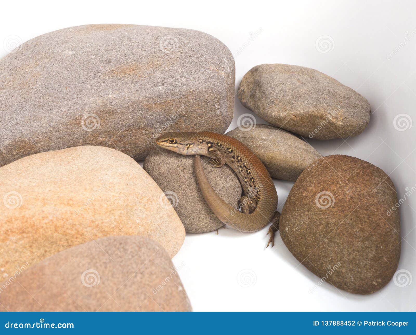 Lizard Resting On Rounded Rocks Stock Photo - Image of whites, cold ...