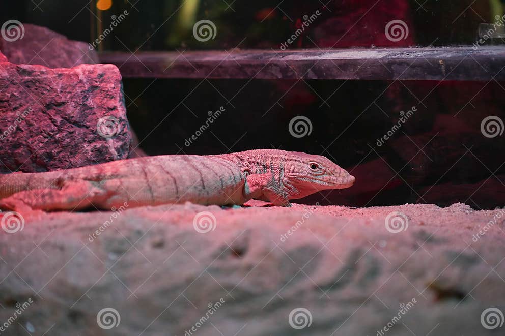 Lizard Resting on Sandy Surface Inside a Terrarium at Night Stock Image ...