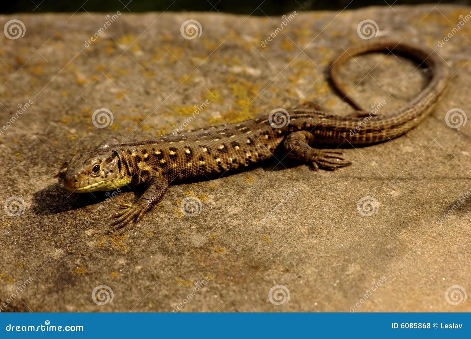 Lizard resting on stone stock photo. Image of rock, curled - 6085868