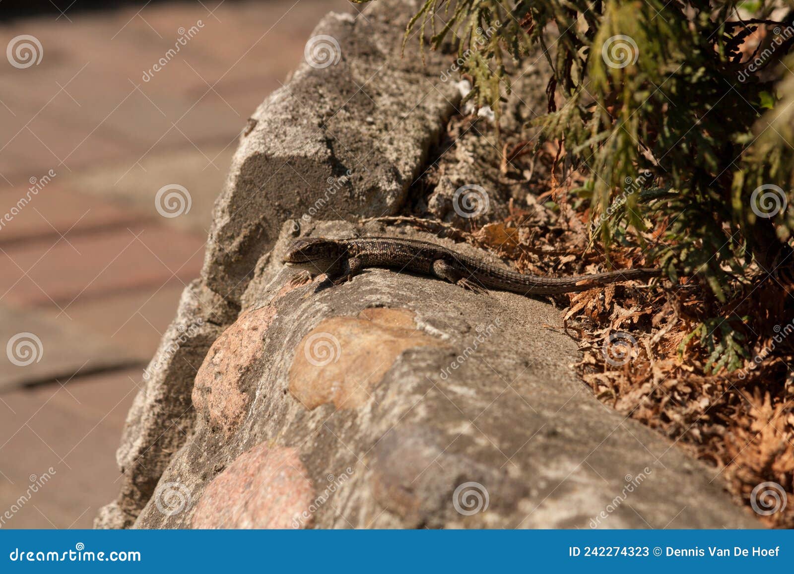 Lizard resting in the sun stock image. Image of small - 242274323