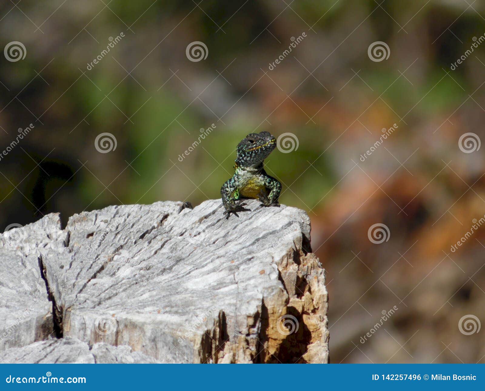 Lizard Sunbathing on a Tree Stump Stock Photo - Image of lizard, picos ...