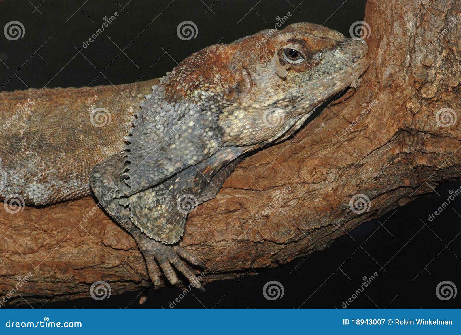 Lizard resting on tree stock image. Image of holding - 18943007