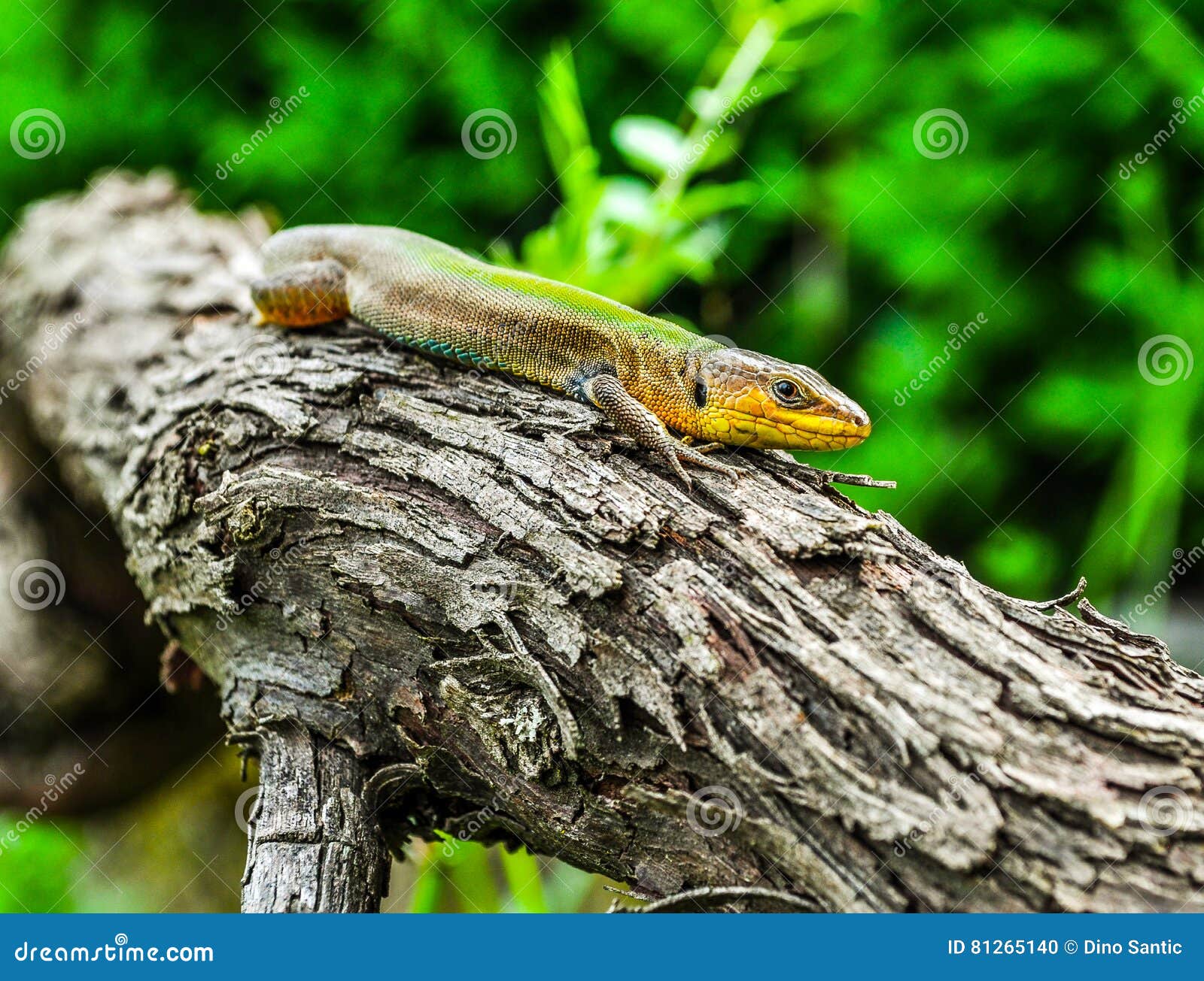 Lizard resting on a tree stock photo. Image of detail - 81265140