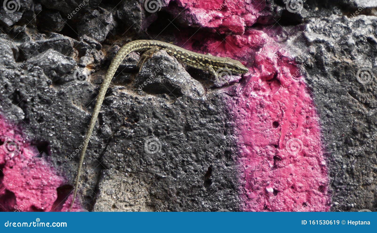 Lizard with Purple Stripes on Wall Stock Image - Image of hagedissen ...