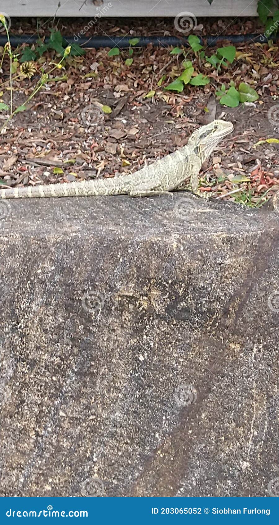 Lizard Resting on Warm Rock at the End of a Hot Day Stock Photo - Image ...