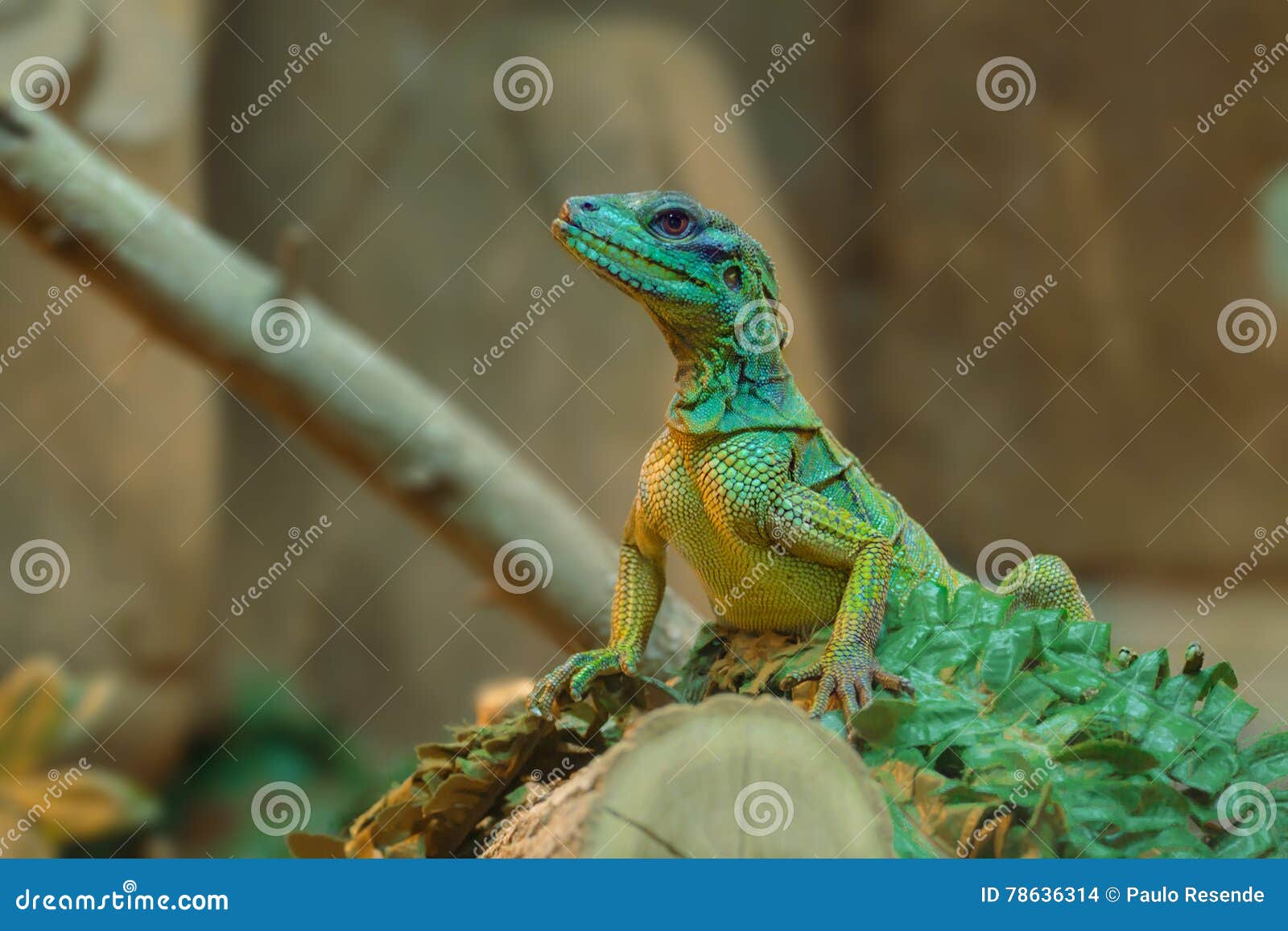 Lizard Resting in a Wood Log Stock Photo - Image of animal, wood: 78636314