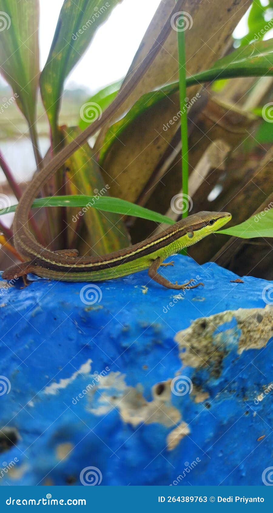 Lizard in the rice fields stock image. Image of wildlife - 264389763