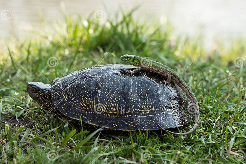 Lizard riding a turtle. stock photo. Image of herpetology - 52783632