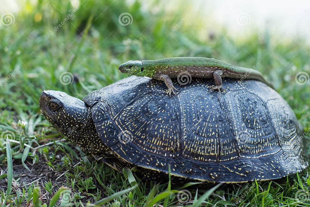 Lizard riding a turtle. stock photo. Image of forest - 52783638