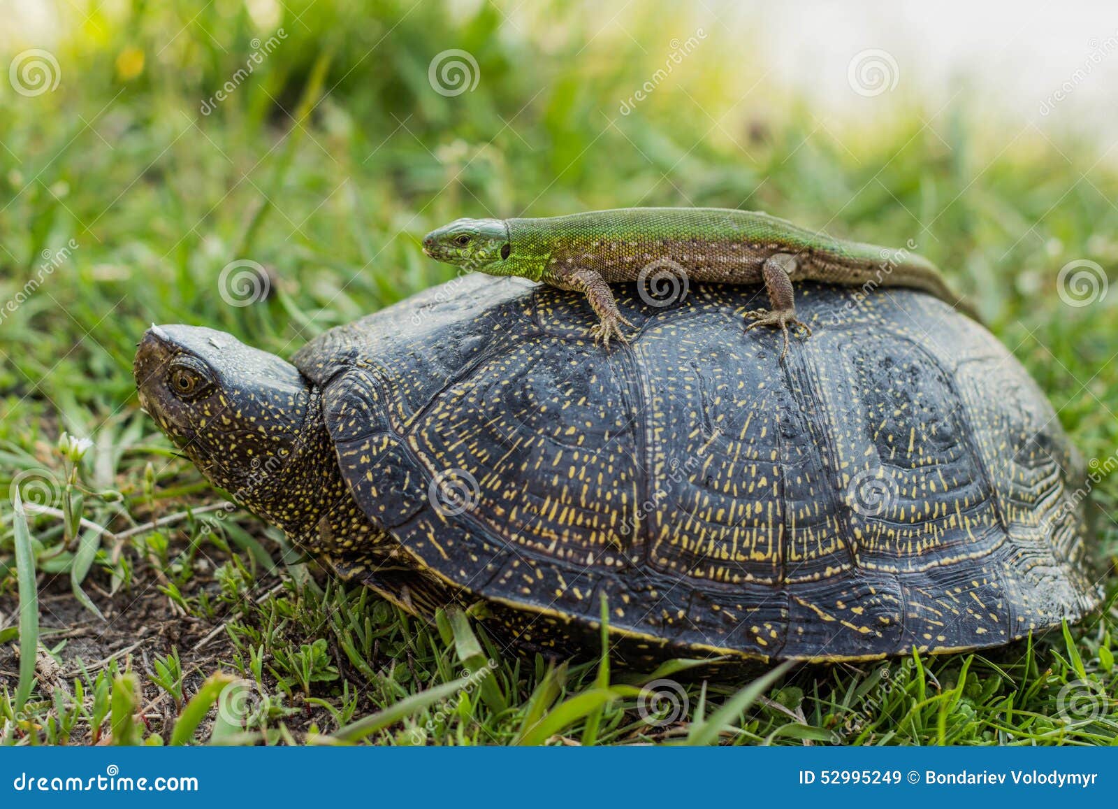 Lizard riding a turtle. stock image. Image of nature - 52995249