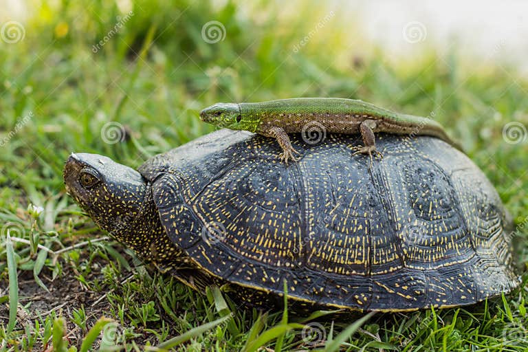 Lizard riding a turtle. stock image. Image of nature - 52995249
