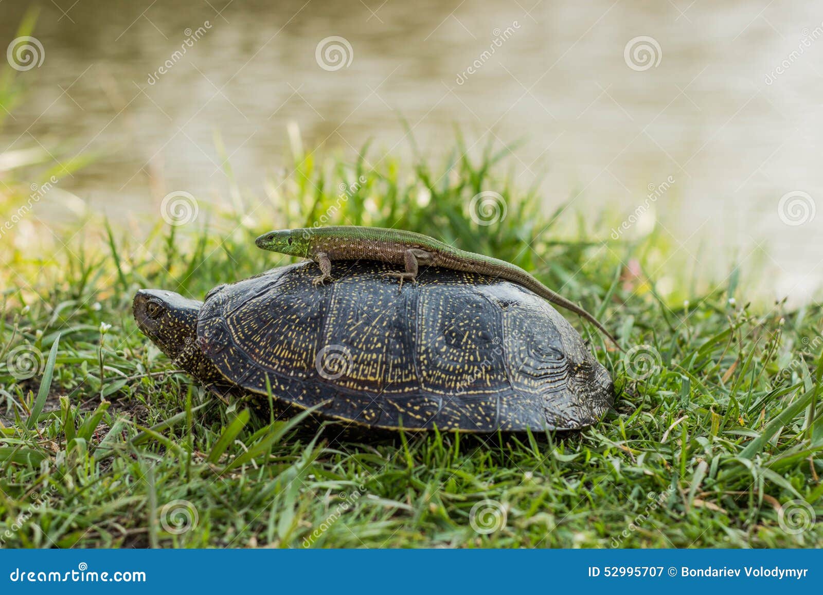 Lizard riding a turtle. stock image. Image of nature - 52995707