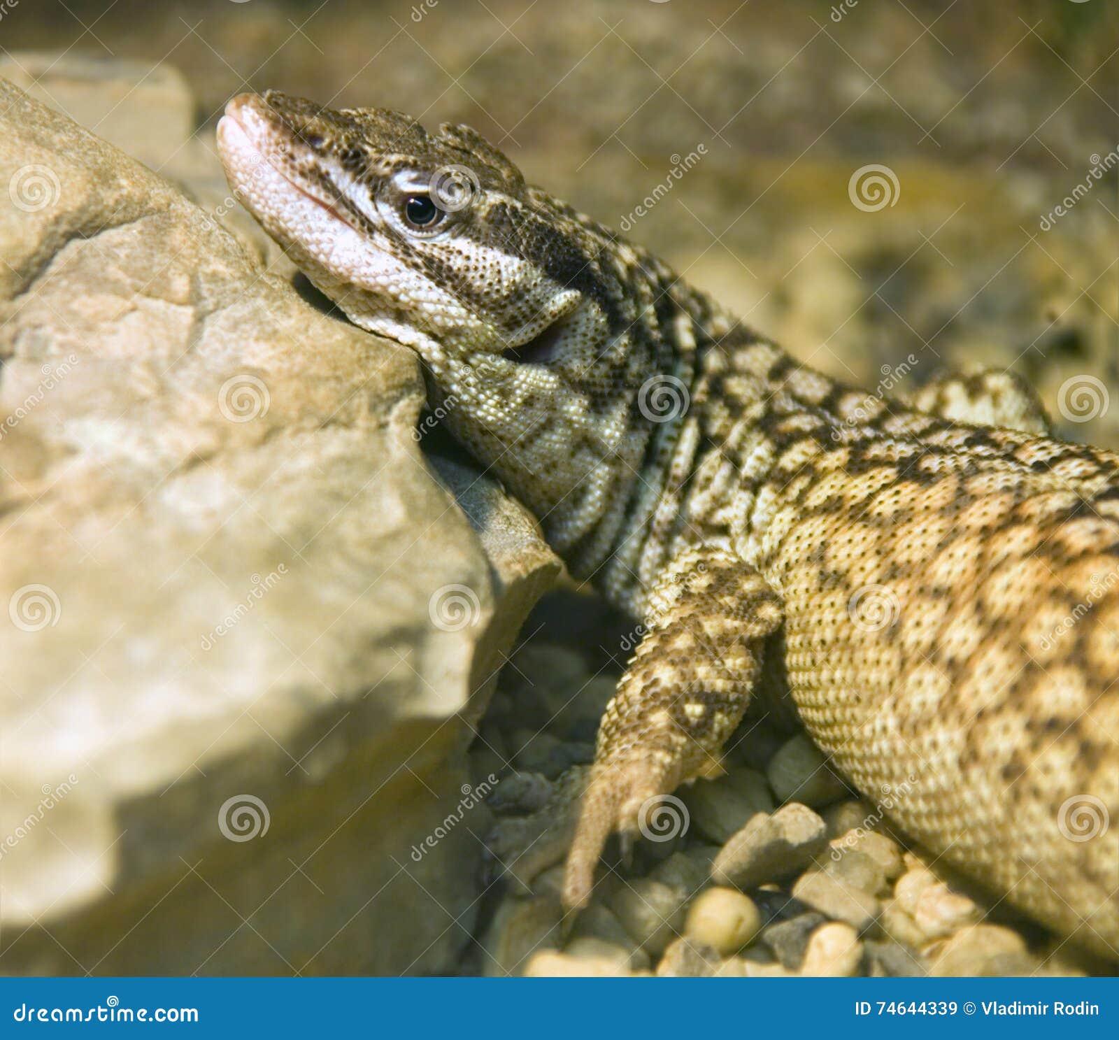 Lizard ring-tailed stock image. Image of reptile, climate - 74644339