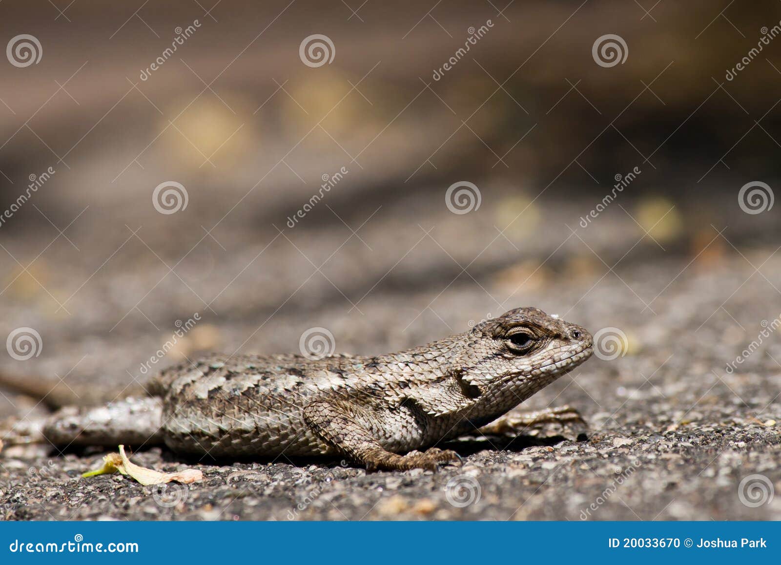 Lizard on the Road stock photo. Image of road, animal - 20033670