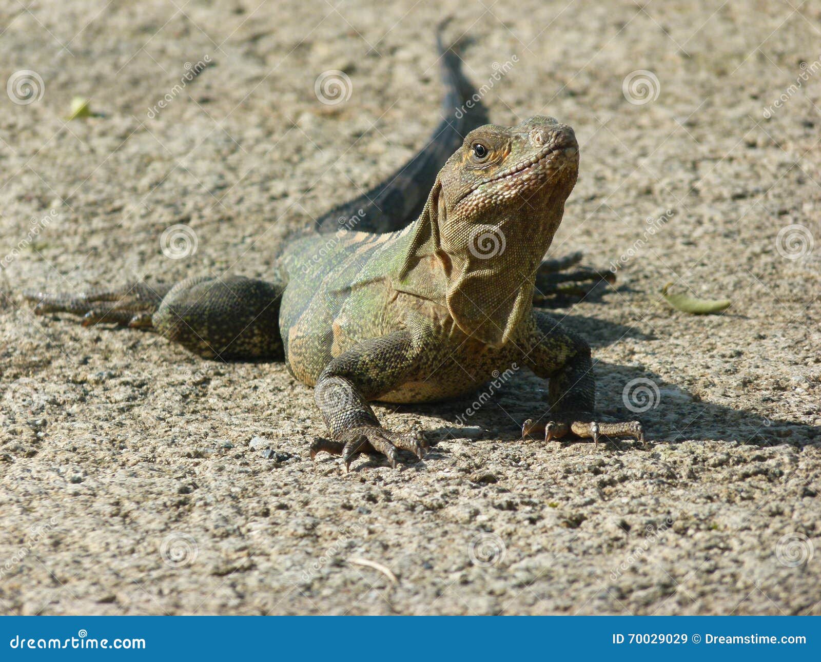 Lizard on road stock image. Image of lizards, zoom, looking - 70029029