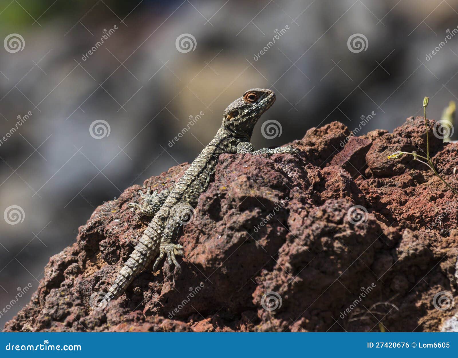 Lizard on a rock stock photo. Image of rock, fauna, card - 27420676