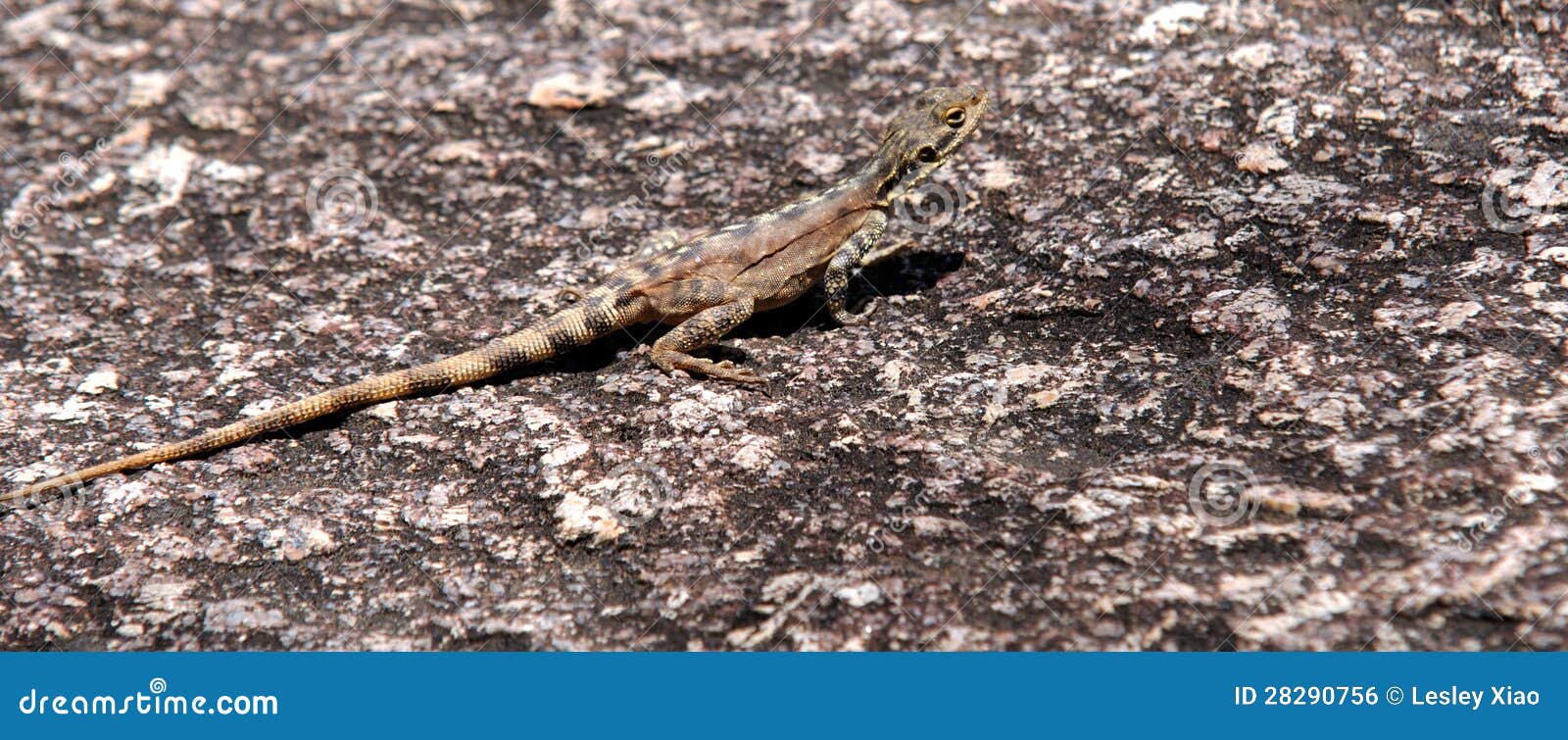 Lizard on rock stock photo. Image of long, waiting, wildlife - 28290756