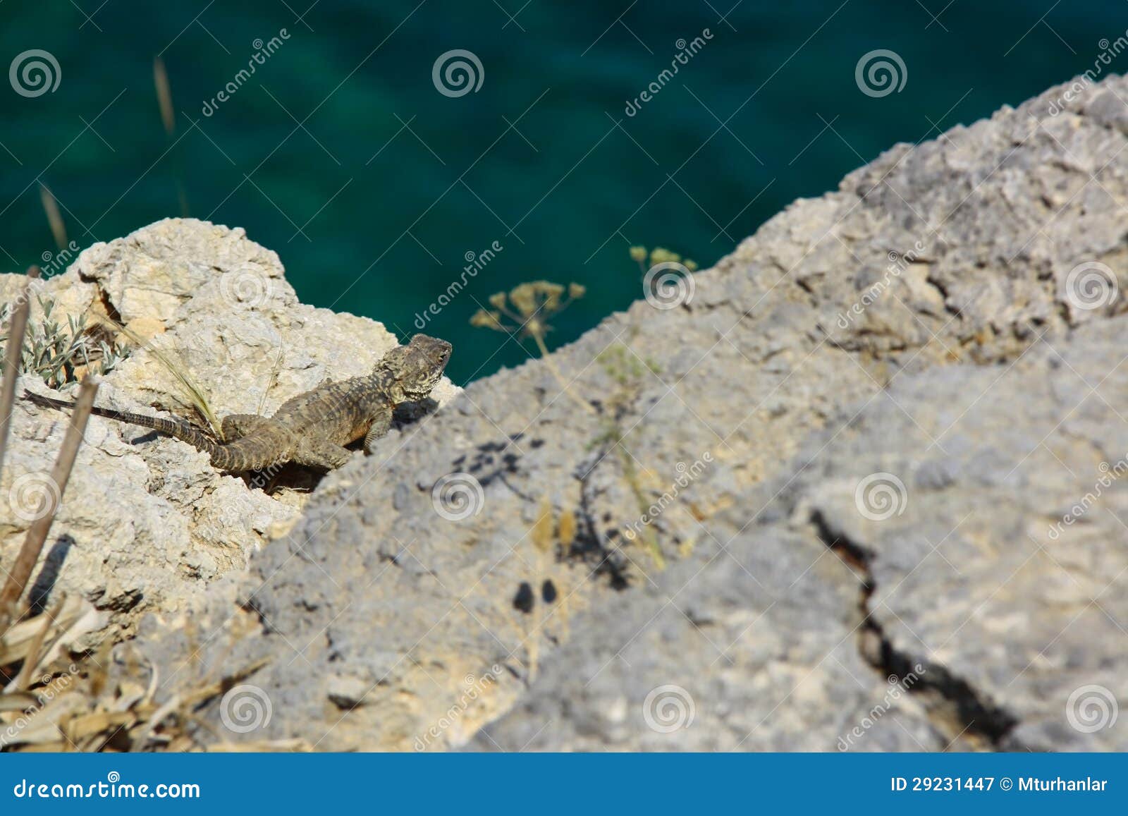 Lizard on rock stock image. Image of grass, animal, summer - 29231447