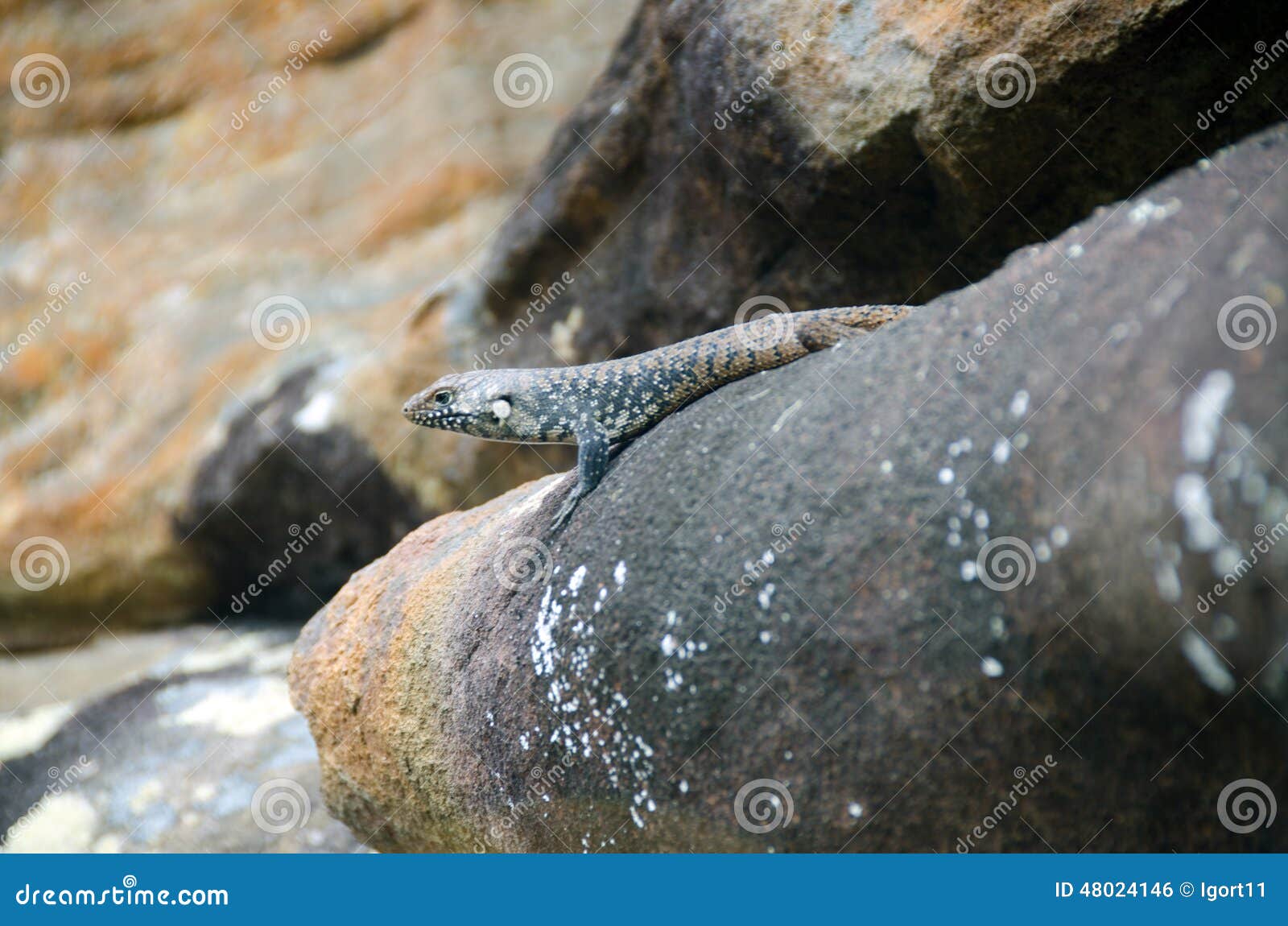 Lizard on the rock stock photo. Image of rock, hiking - 48024146