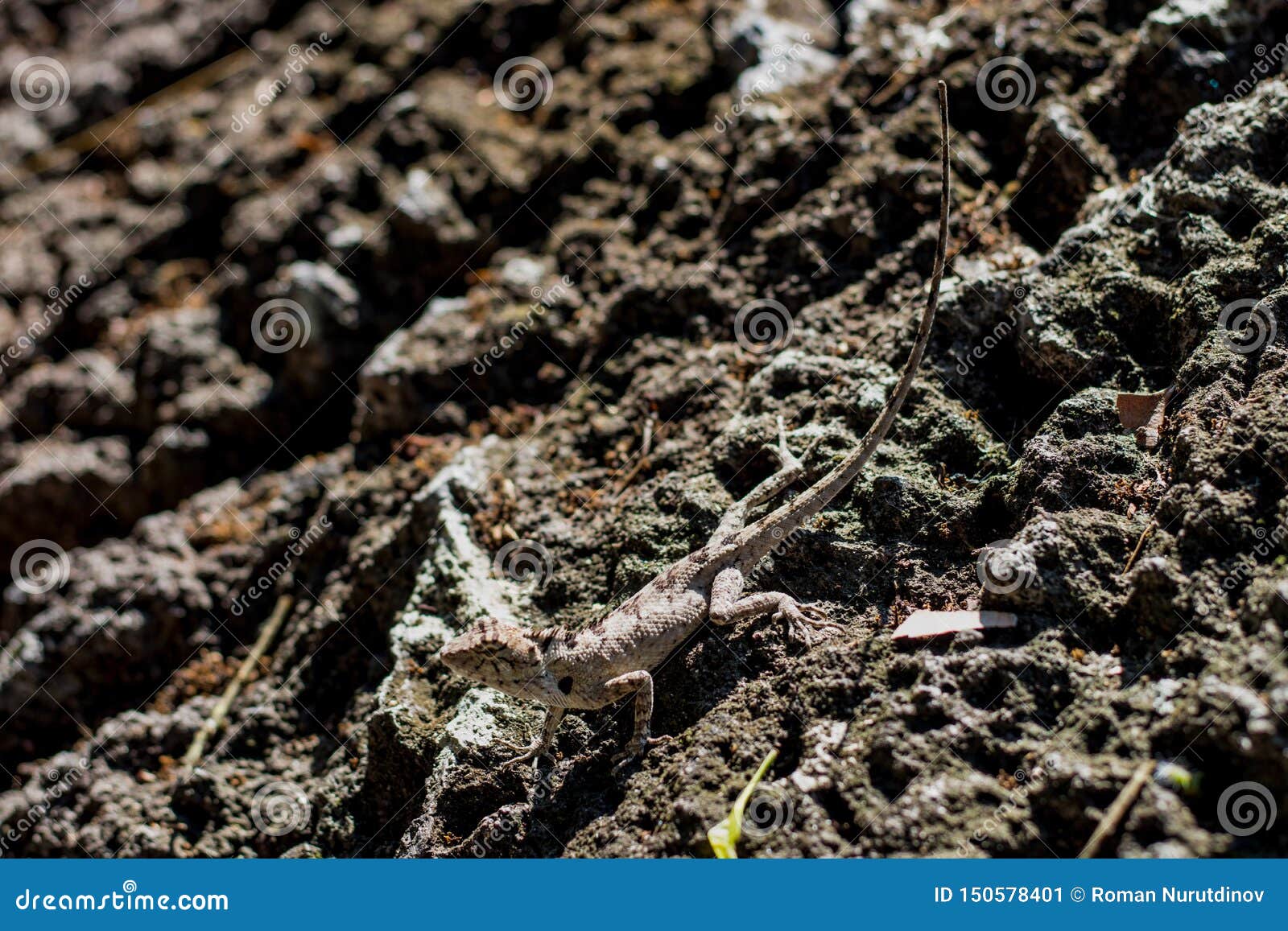 Lizard standing on a rock stock image. Image of rock - 150578401