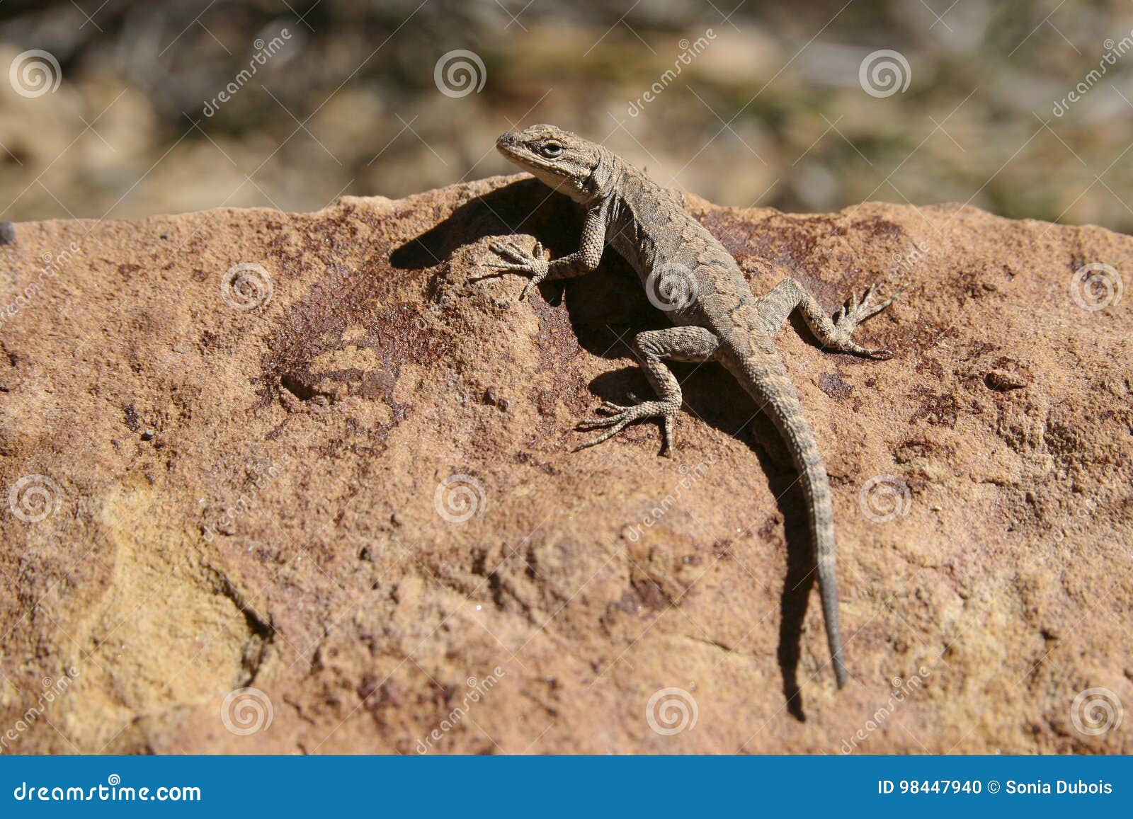 Lizard on a rock stock photo. Image of nature, rock, reptilian - 98447940