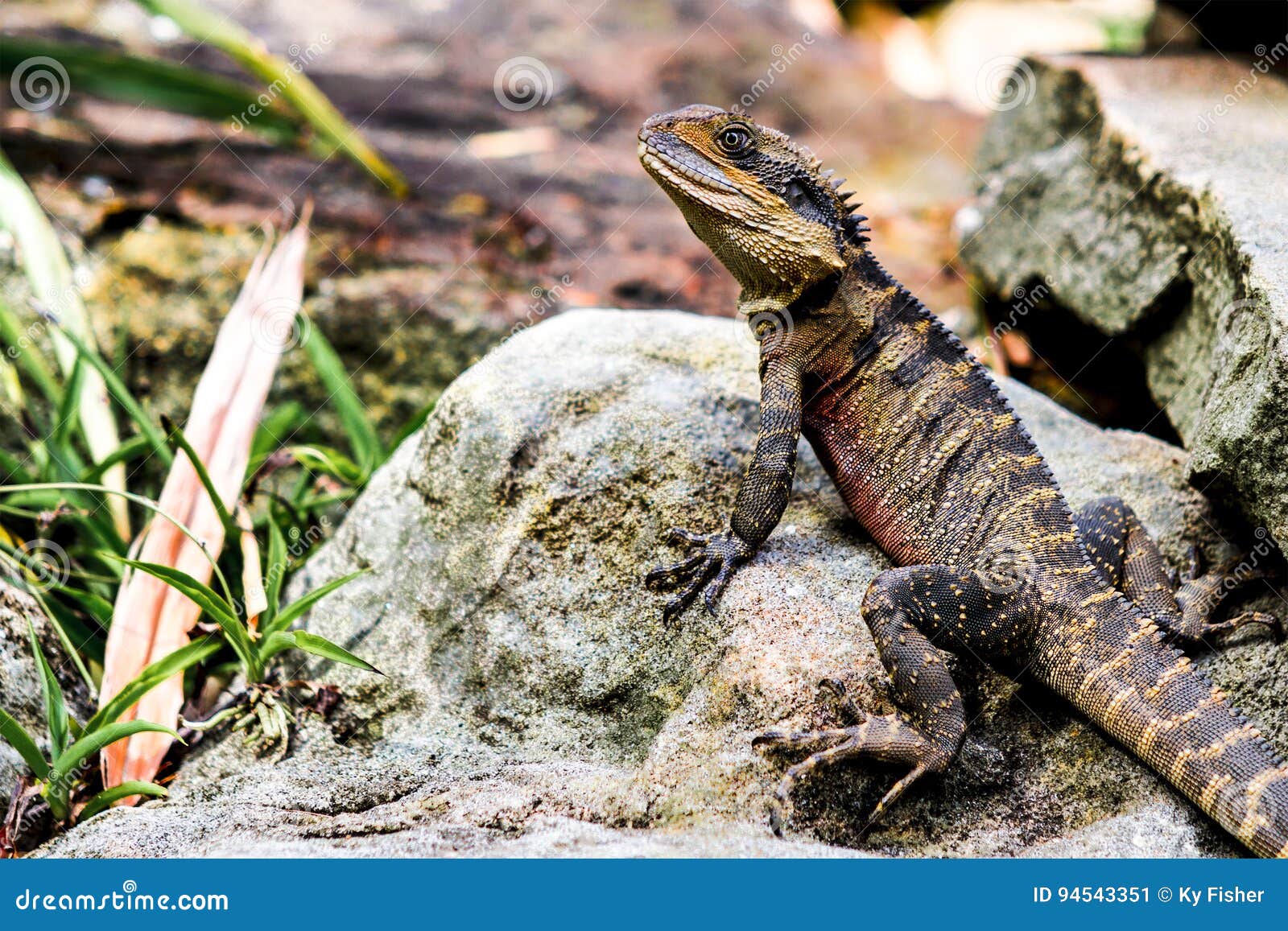 Lizard on Rock Bearded Dragon Stock Image - Image of close, shot: 94543351