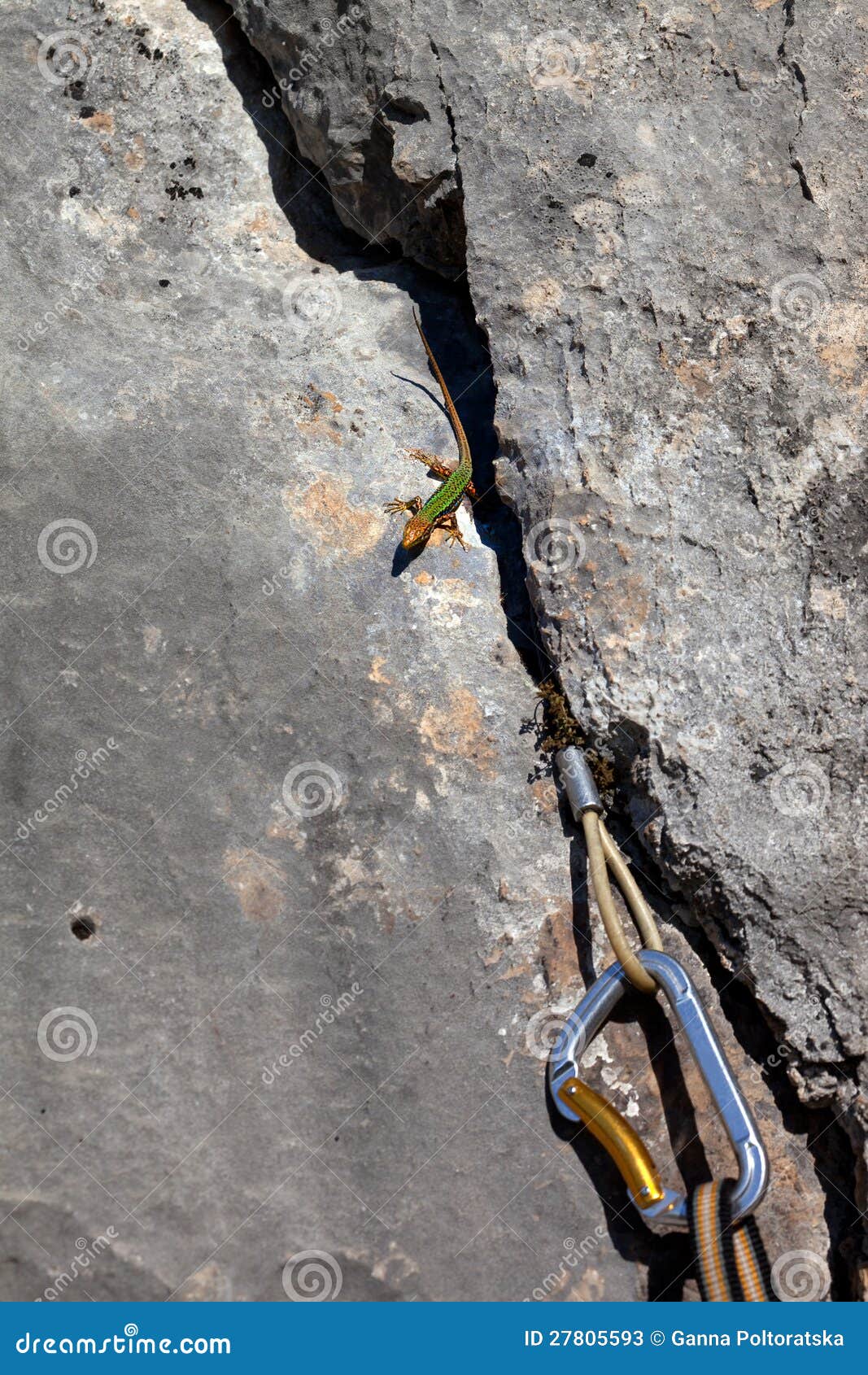 Lizard on Rock and Climbing Equipment Stock Image - Image of climb ...