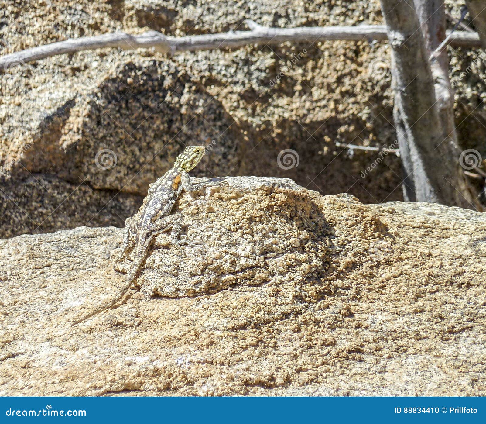 Lizard on rock formation stock photo. Image of creature - 88834410