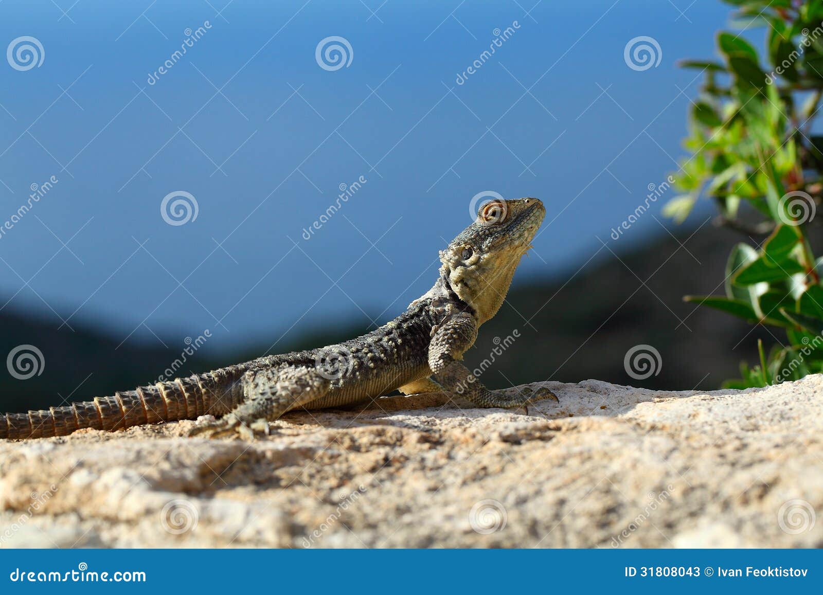 Lizard stock image. Image of mediterranean, union, grey - 31808043