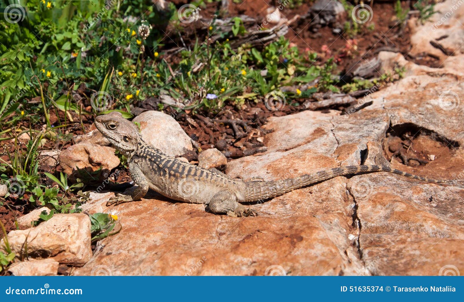 Lizard on a Rock at the Island of Delos in Cyprus Stock Photo - Image ...