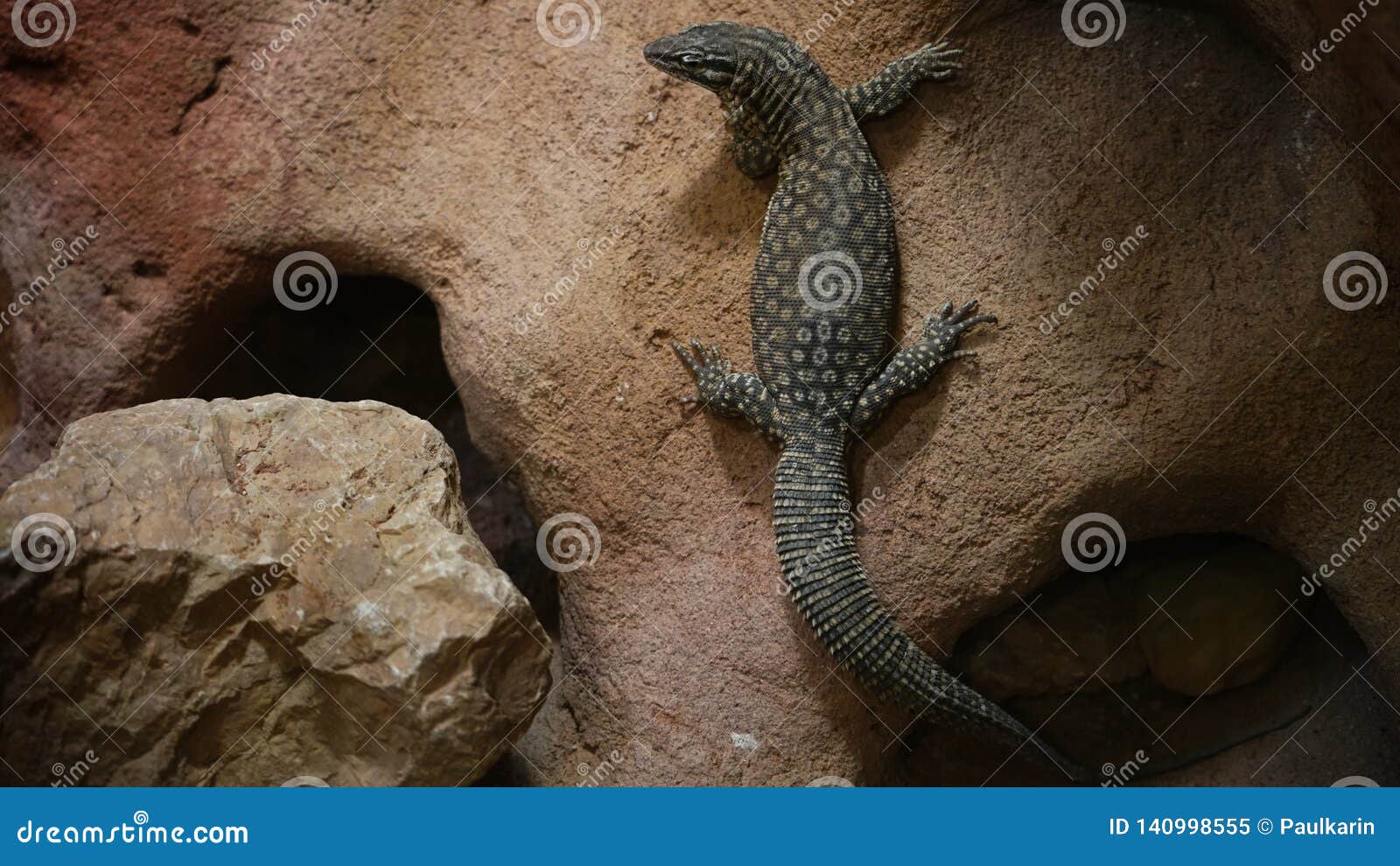 Lizard on a rock. stock image. Image of alone, dragon - 140998555