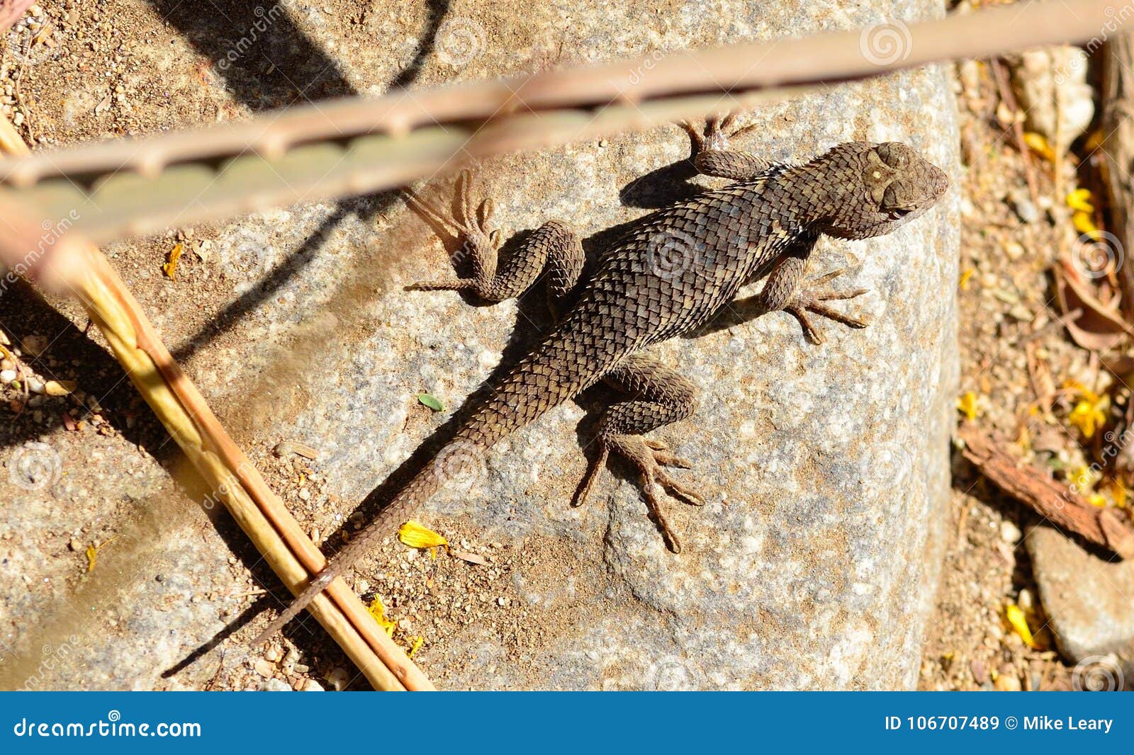 Lizard on rock stock image. Image of peaceful, springs - 106707489