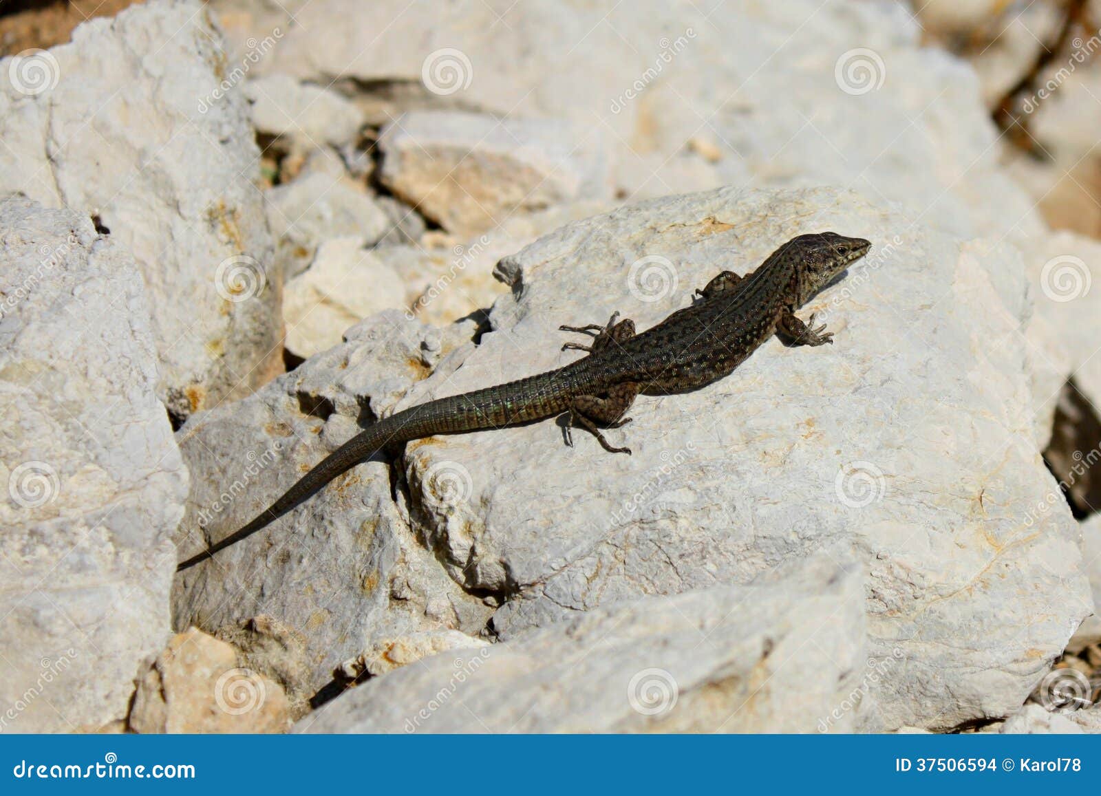 Lizard on a Rock, Majorca Island, Spain, Europe Stock Photo - Image of ...