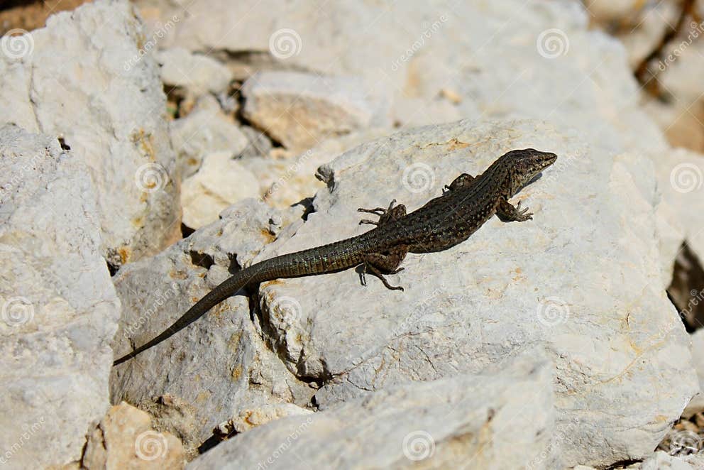 Lizard on a Rock, Majorca Island, Spain, Europe Stock Photo - Image of ...