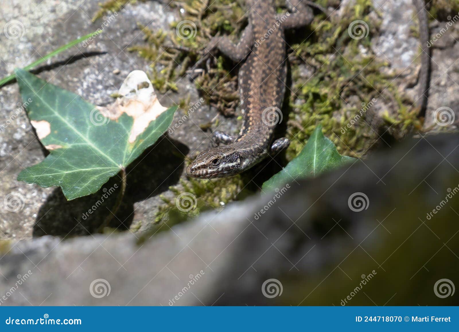 Lizard Staring at the Camera Stock Photo - Image of rock, reptilian ...