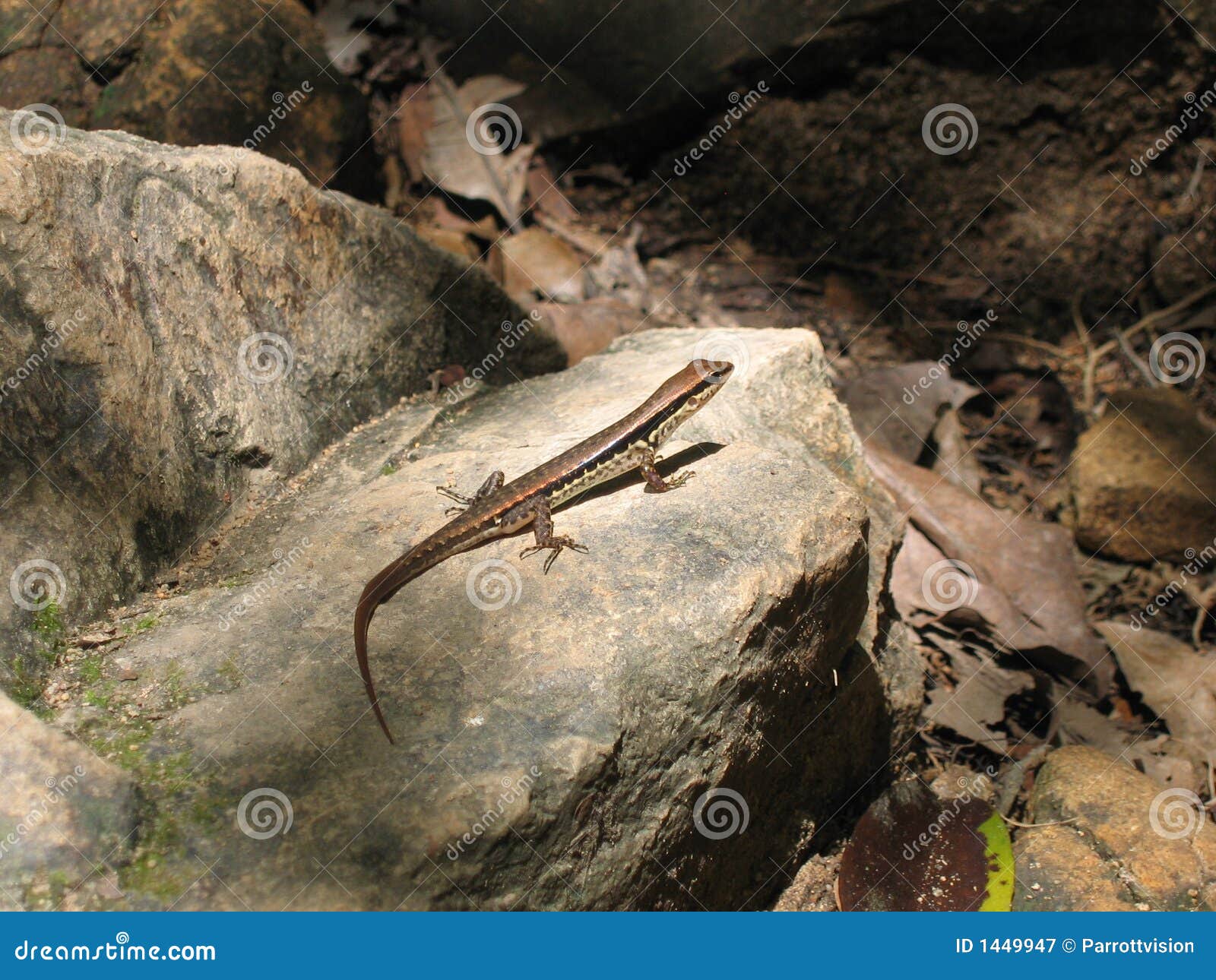 Lizard on Rock in Sun stock image. Image of beware, lizard - 1449947