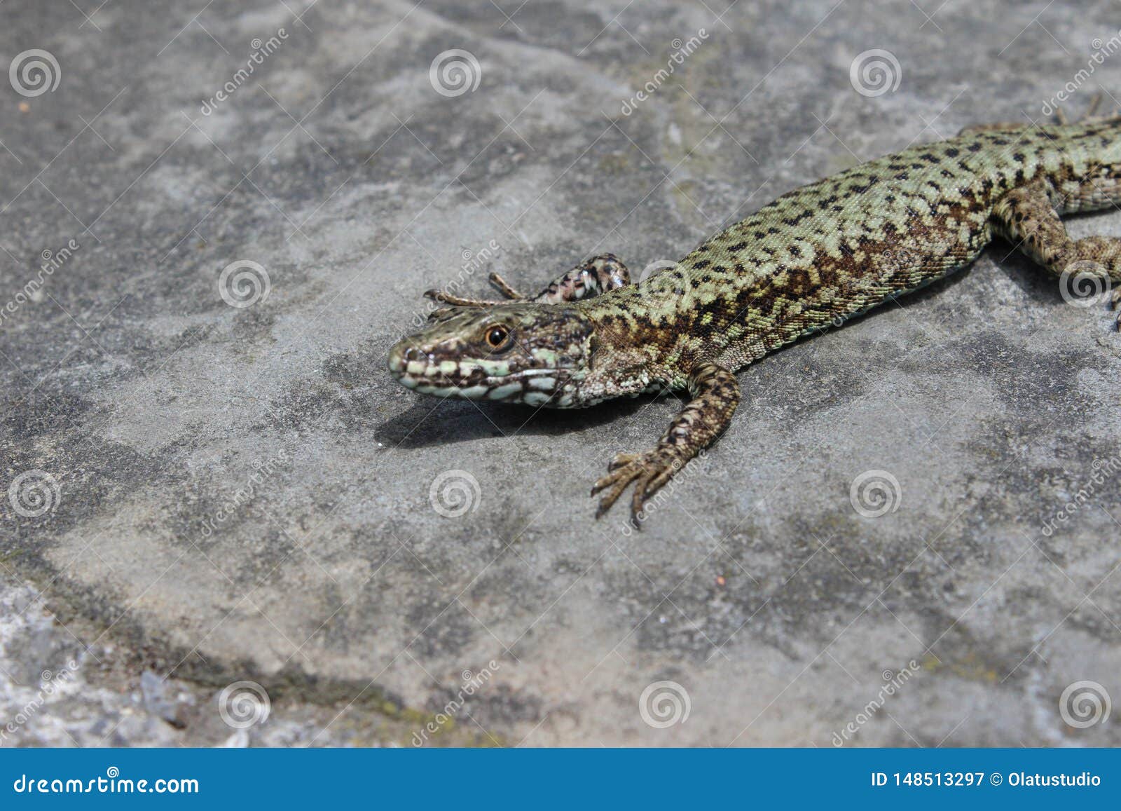 Lizard on a Rock Under the Sun Stock Image - Image of rock, looking ...