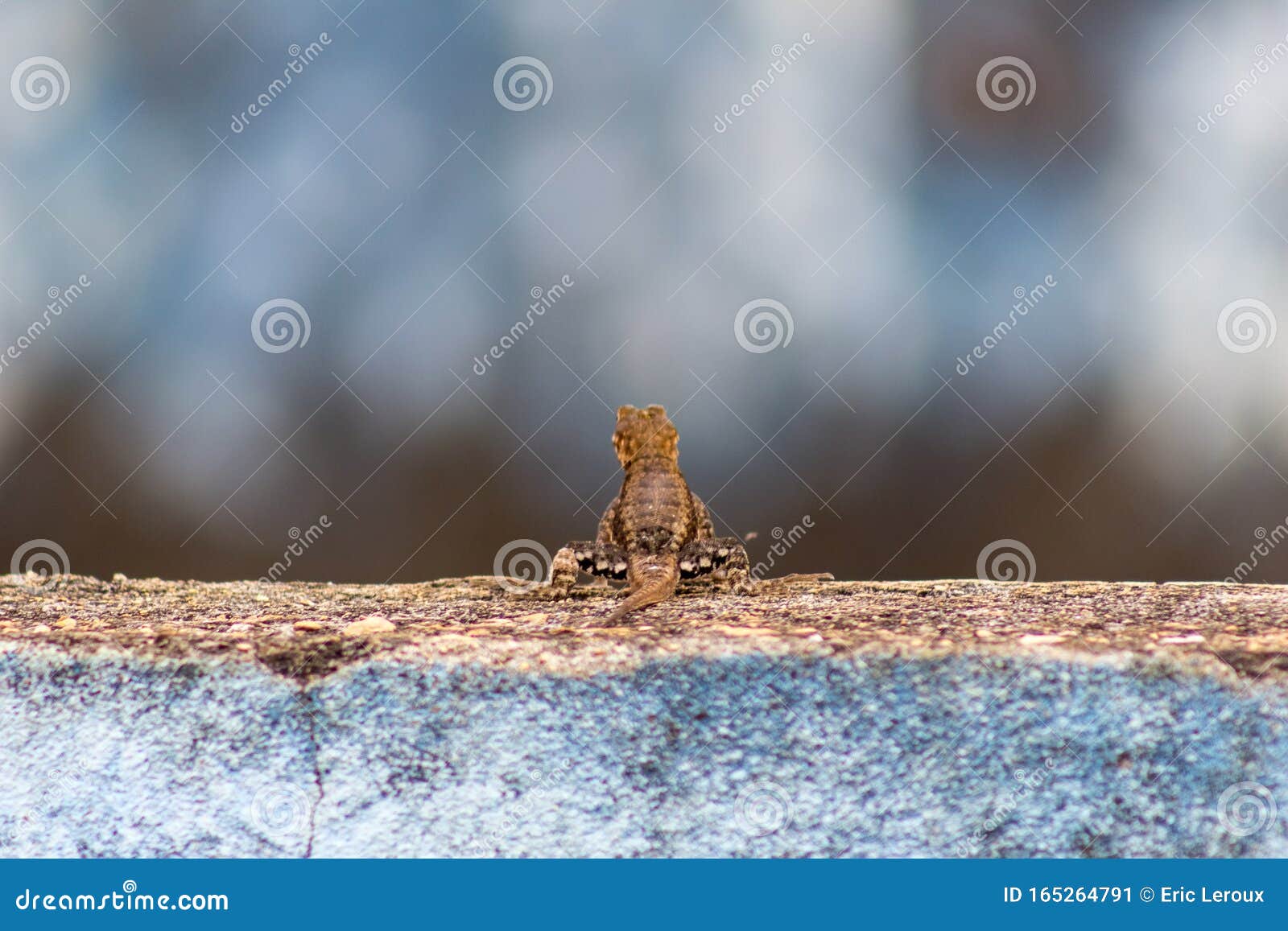 Lizard on a Rock Under the Sun Stock Image - Image of wild, tropical ...
