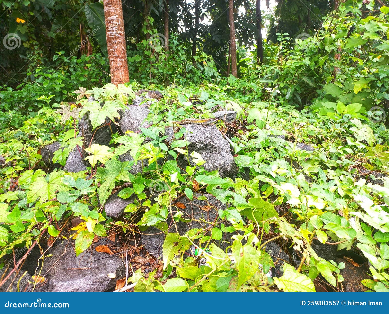 Lizard on a Rock among the Weeds Stock Image - Image of weeds, rock ...
