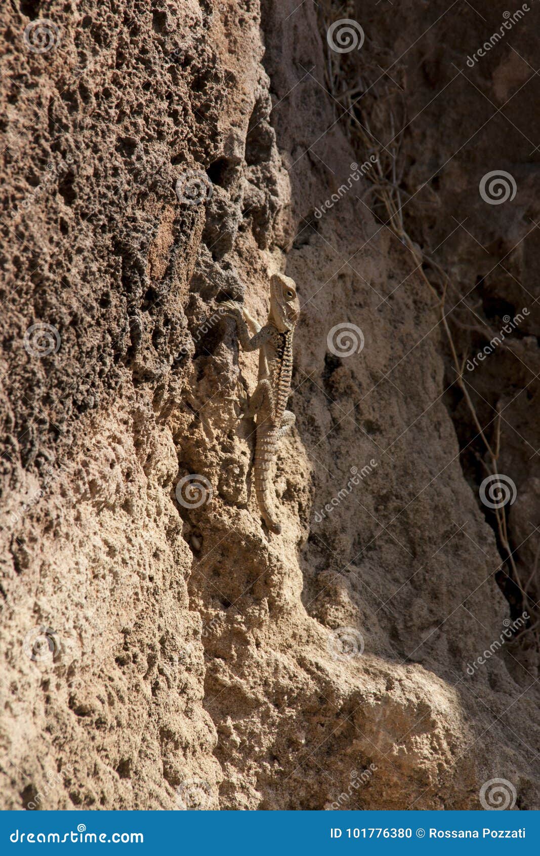 Lizard on the rocks stock photo. Image of lizard, cyprus - 101776380