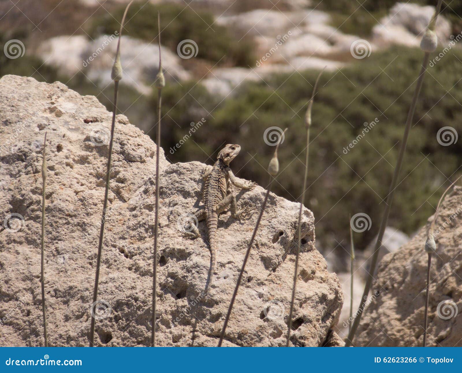 Lizard on rocks stock photo. Image of skin, summer, herpetology - 62623266