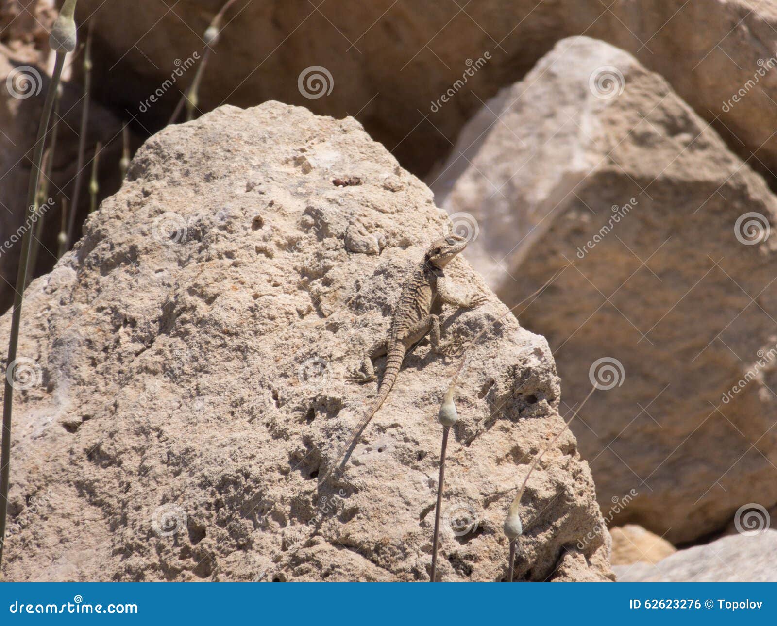Lizard on rocks stock photo. Image of wild, plant, animals - 62623276